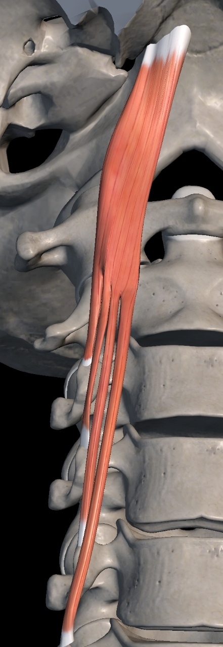 Longus Capitis and Longus Colli : (두장근, 긴머리근), (긴목근, 경장근) : 네이버 블로그