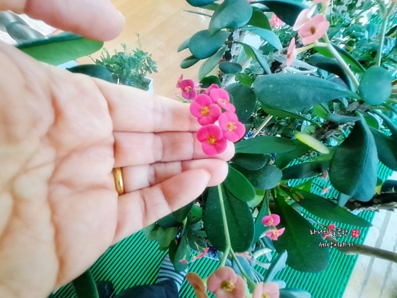 꽃기린대왕꽃기린꽃말키우기 가지치기 물주기 삽목 분갈이 네이버 블로그