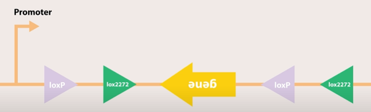 Cre-loxP recombination & FLEx switches : 네이버 블로그