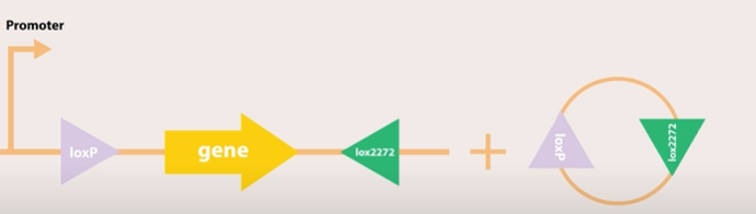 Cre-loxP recombination & FLEx switches : 네이버 블로그