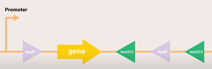 Cre-loxP recombination & FLEx switches : 네이버 블로그