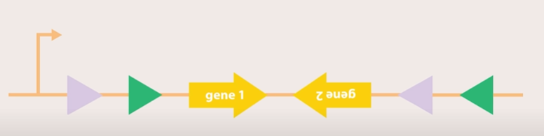 Cre-loxP recombination & FLEx switches : 네이버 블로그