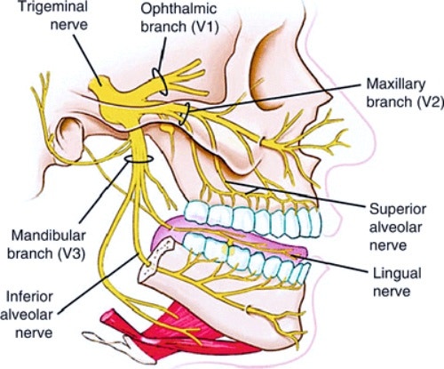 뇌신경 12쌍의 종류와 기능 파헤치기 : 네이버 블로그