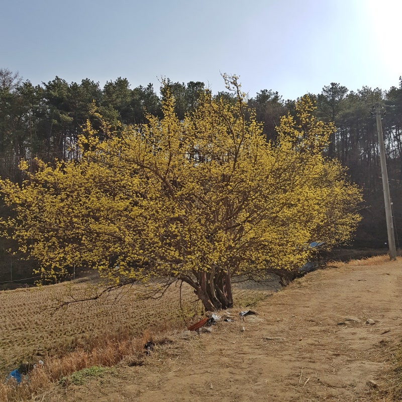 이천 산수유마을 둘레길 코스육괴정 백사 산수유축제 주차장 네이버 블로그