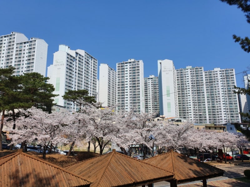 포항벚꽃명소 철길숲 환호공원 영일대호수공원 덕수공원 수도산벚꽃 네이버 블로그