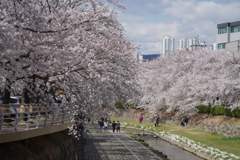 2022 울산 벚꽃 명소 궁거랑 무거천 선암호수공원 학성공원 네이버 블로그