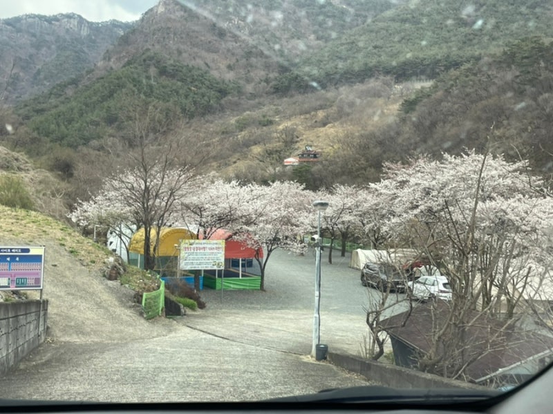 벚꽃캠핑명당 밀양패밀리오토캠핑장 1617번 후기 벚꽃 사이트 예약팁 네이버 블로그