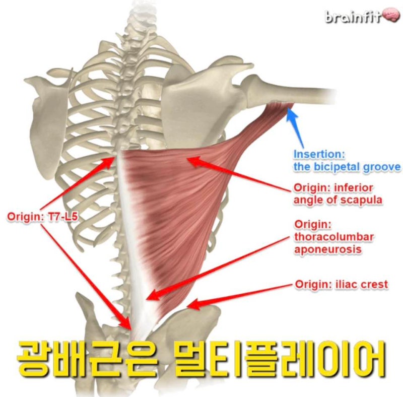 광배근은 멀티플레이어 기능해부학 네이버 블로그