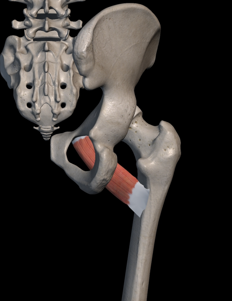 Pectineus(치골근, 두덩근), Adductor Longus(장내전근, 긴모음근), Adductor Brevis(단내전근 ...