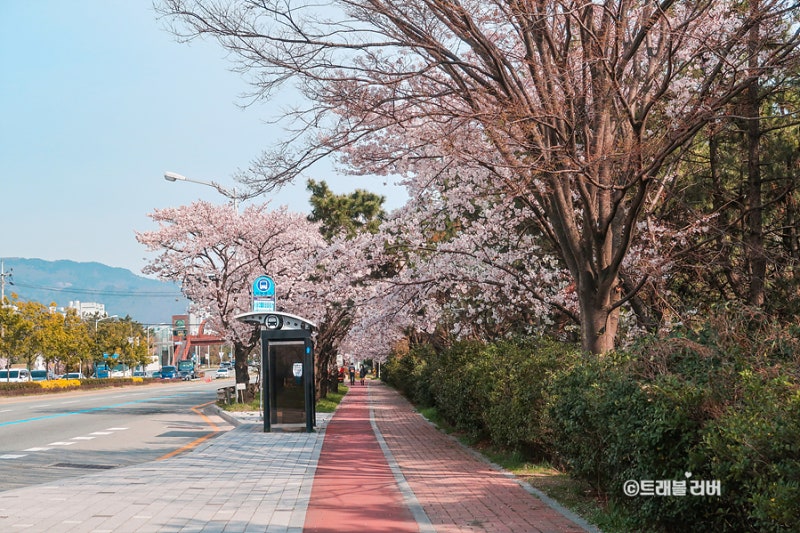부산 벚꽃 명소 봄꽃 구경 부산 을숙도 생태공원 나들이 네이버 블로그