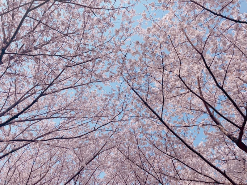 부산 벚꽃 부산 벚꽃 명소 추천 온천천 벚꽃길 사상 삼락생태공원 낙동제방벚꽃길 네이버 블로그