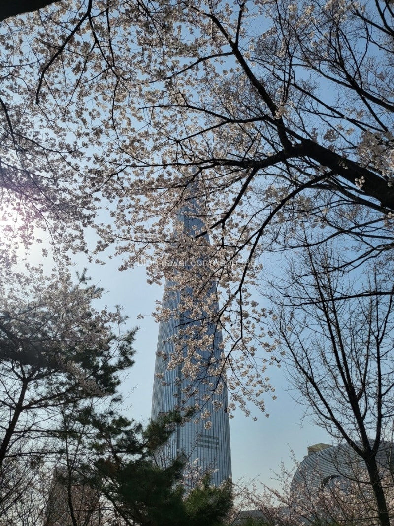 46 방문 서울 벚꽃 명소 석촌호수 동호and서호 비교포토존 공유 네이버 블로그