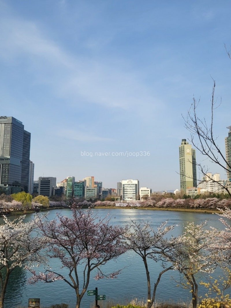 46 방문 서울 벚꽃 명소 석촌호수 동호and서호 비교포토존 공유 네이버 블로그
