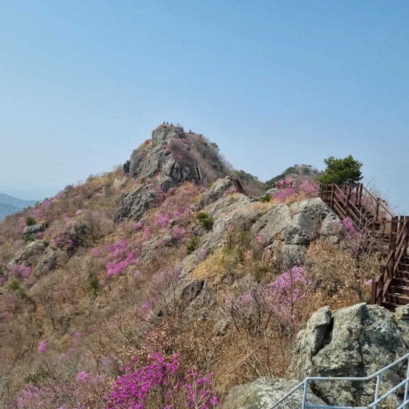 경남 진해 장복산 5822m 덕주봉 진달래꽃길 등산 코스 네이버 블로그