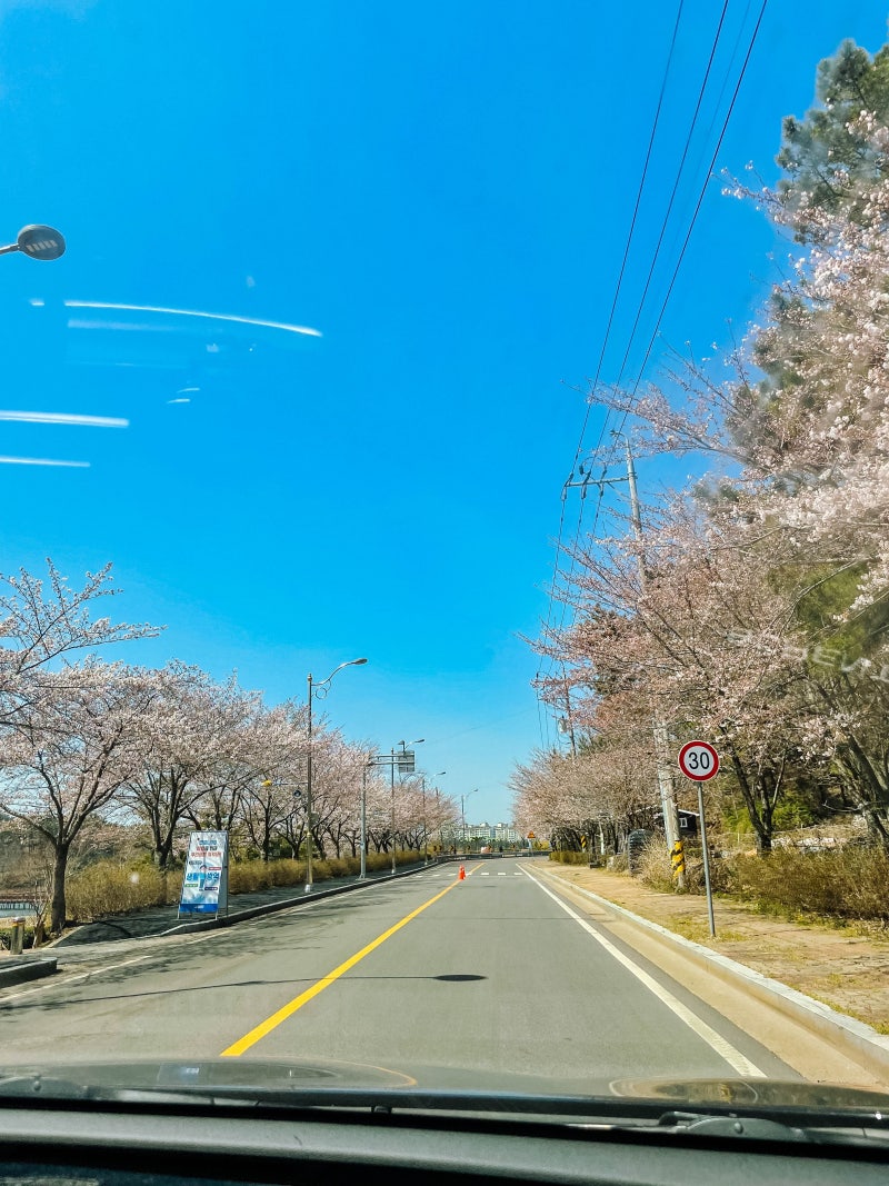 군산 벚꽃명소 은파호수공원 둘러보기4월8일 개화상황 네이버 블로그