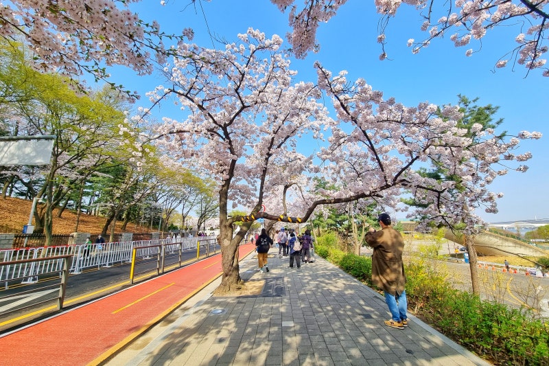 여의도 윤중로 벚꽃 축제 상황 실시간 벚꽃길 주차 정보 네이버 블로그
