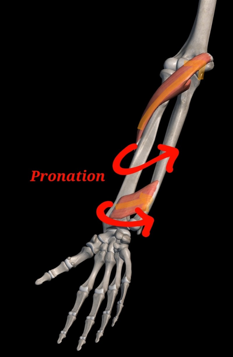 Pronator Teres 원회내근 원엎침근 Pronator Quadratus 방형회내근 네모엎침근 네이버 블로그