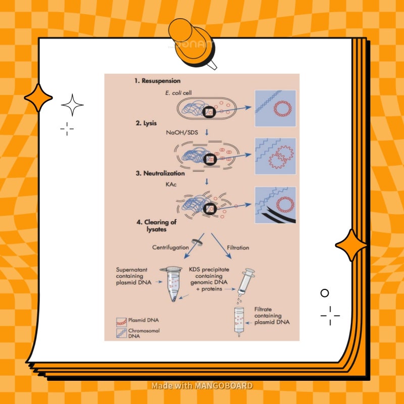 #76 Mini-Prep 실험편 ( Plasmid DNA & Vector) : 네이버 블로그