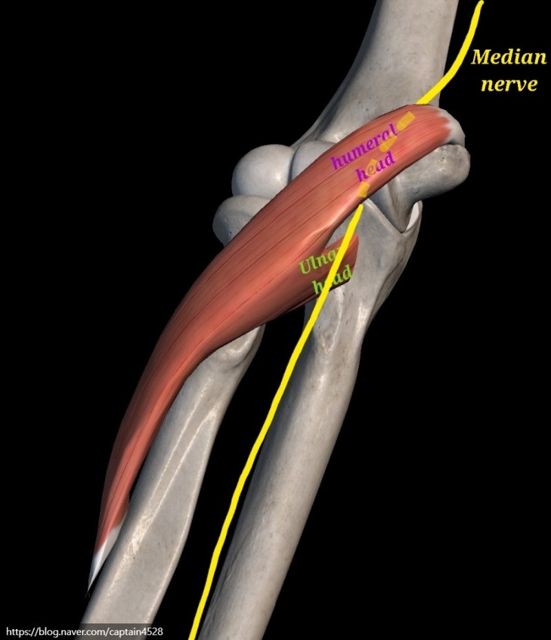 Pronator Teres 원회내근 원엎침근 Pronator Quadratus 방형회내근 네모엎침근 네이버 블로그
