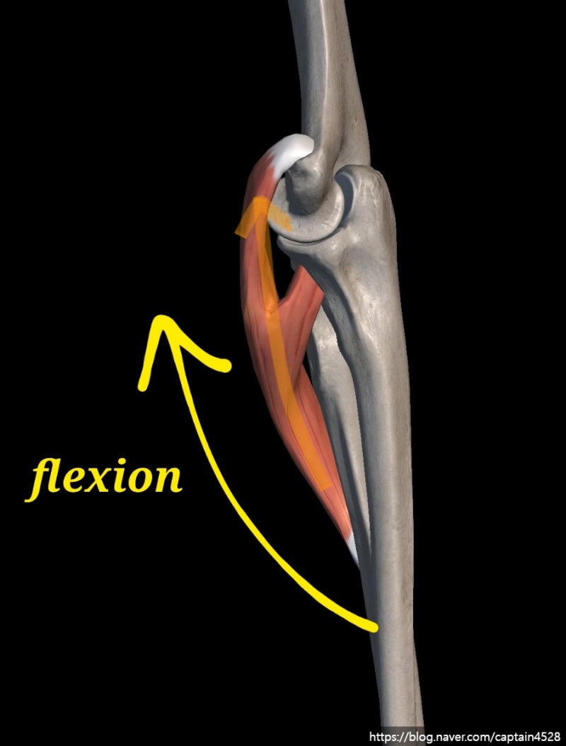 Pronator Teres 원회내근 원엎침근 Pronator Quadratus 방형회내근 네모엎침근 네이버 블로그