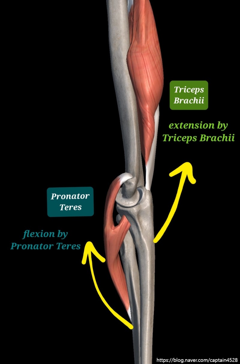 Pronator Teres 원회내근 원엎침근 Pronator Quadratus 방형회내근 네모엎침근 네이버 블로그