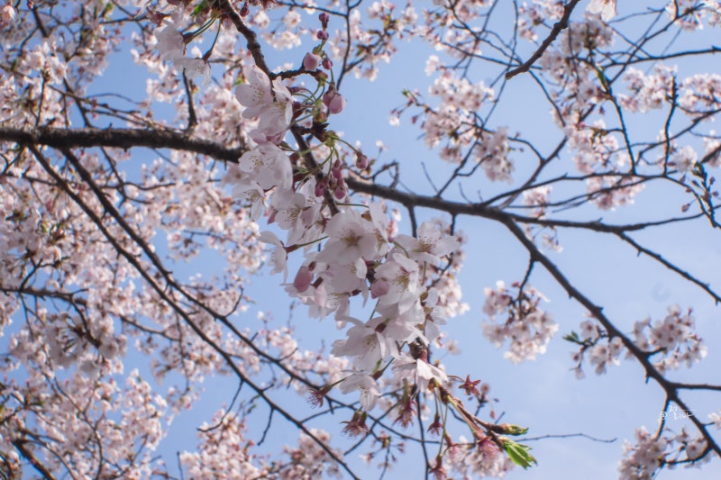 서울 잠실 벚꽃 뷰 카페 석촌호수 야외테라스에서 브런치 🌸 네이버 블로그
