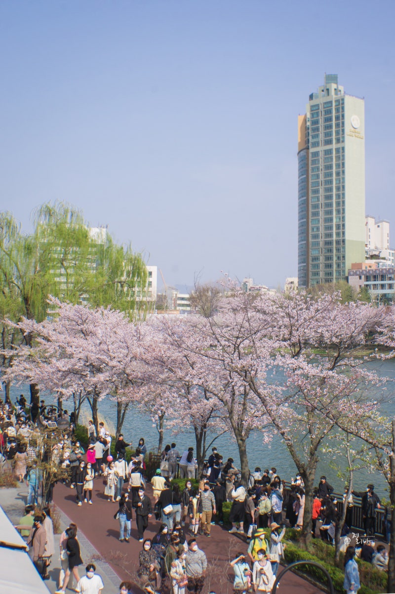 서울 잠실 벚꽃 뷰 카페 석촌호수 야외테라스에서 브런치 🌸 네이버 블로그