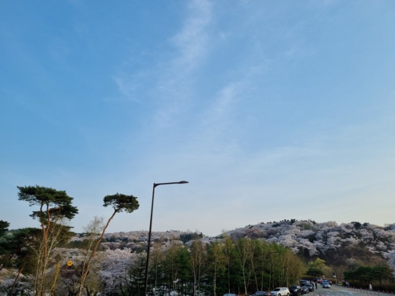 봄나들이 용인 벚꽃 명소 에버랜드 호암미술관 가실벚꽃길 가는 법and주차 오늘 상황 네이버 블로그