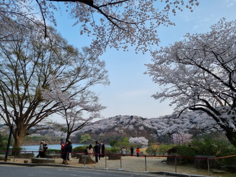 봄나들이 용인 벚꽃 명소 에버랜드 호암미술관 가실벚꽃길 가는 법and주차 오늘 상황 네이버 블로그