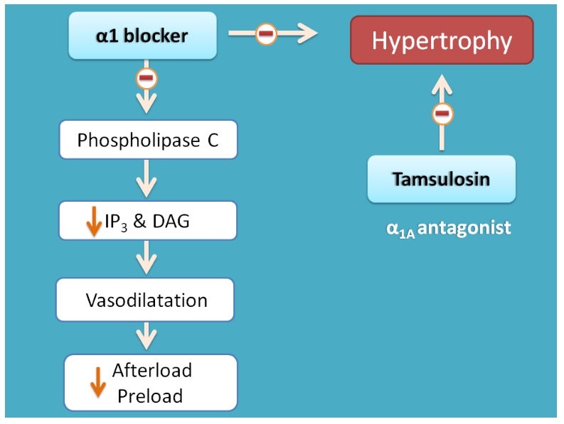 알파 차단제 - 아드레날린 차단제 (Adrenergic Blocking Drugs) : 네이버 블로그