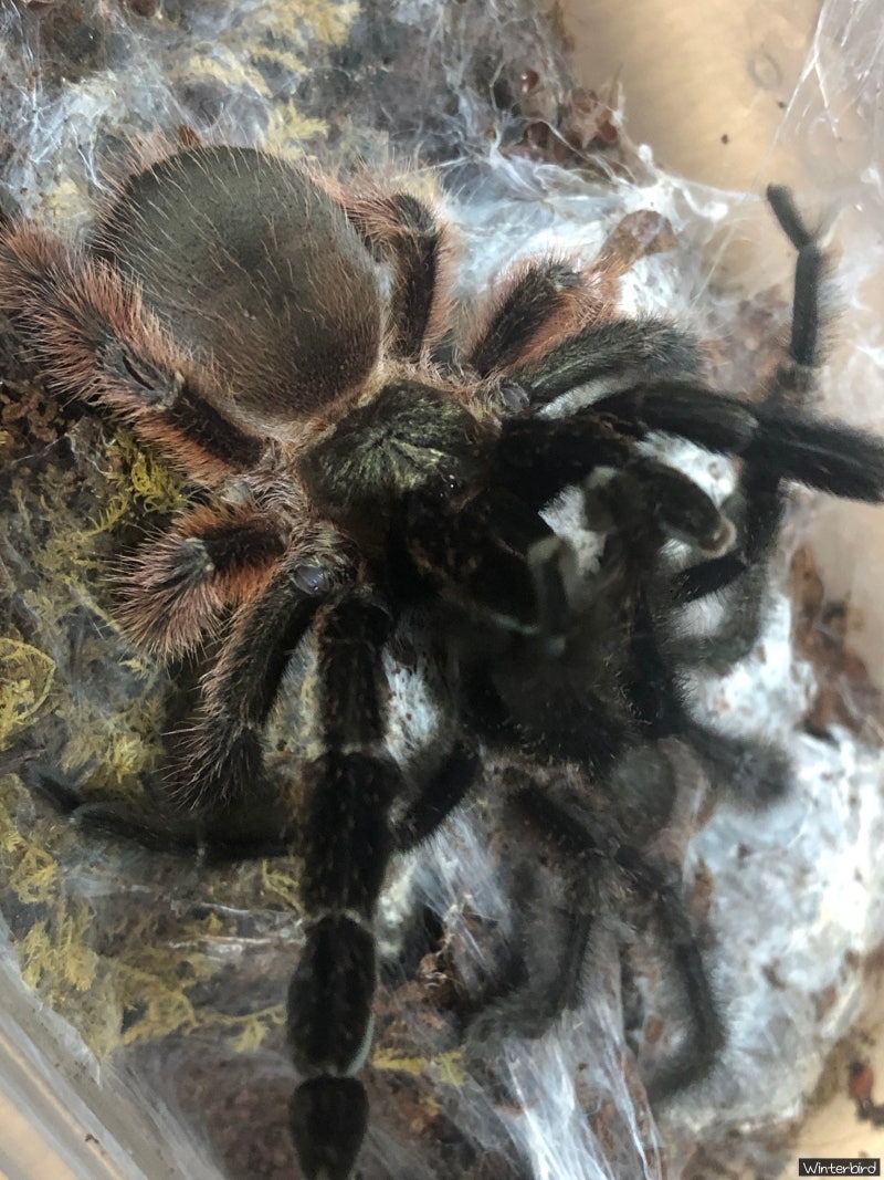 프살모포에우스 빅토리/멕시칸 하프&하프(Psalmopoeus victori) 브리딩 : 네이버 블로그