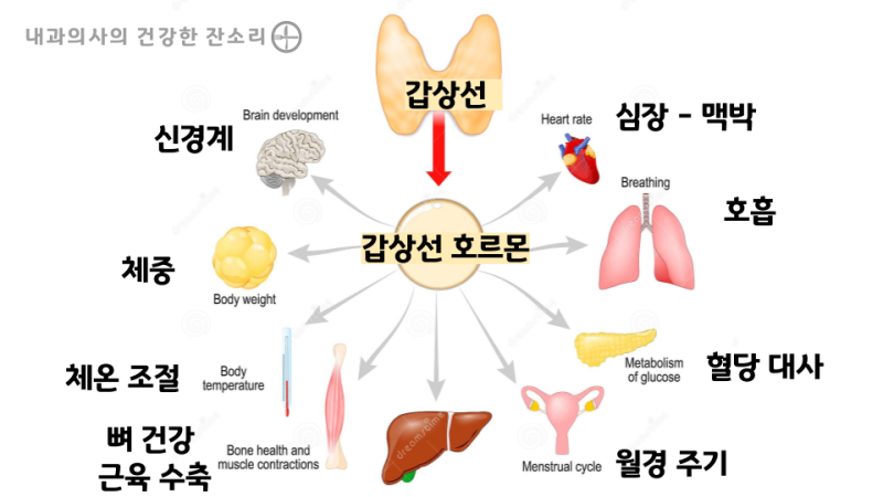 잘 먹는데도 살이 쭉쭉 빠진다면 갑상선기능항진증 그레이브스병 증상 원인 치료 네이버 블로그