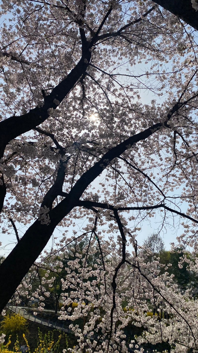 분당 용인 벚꽃명소 황새울공원주차꿀팁 네이버 블로그