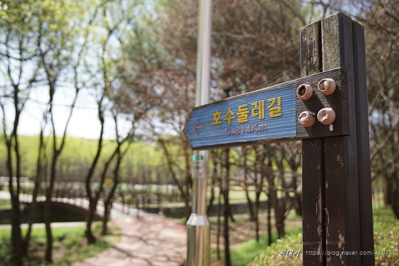 청주 오송호수공원 둘레길 연제저수지 벚꽃 야경 주차장 가볼만한곳 네이버 블로그