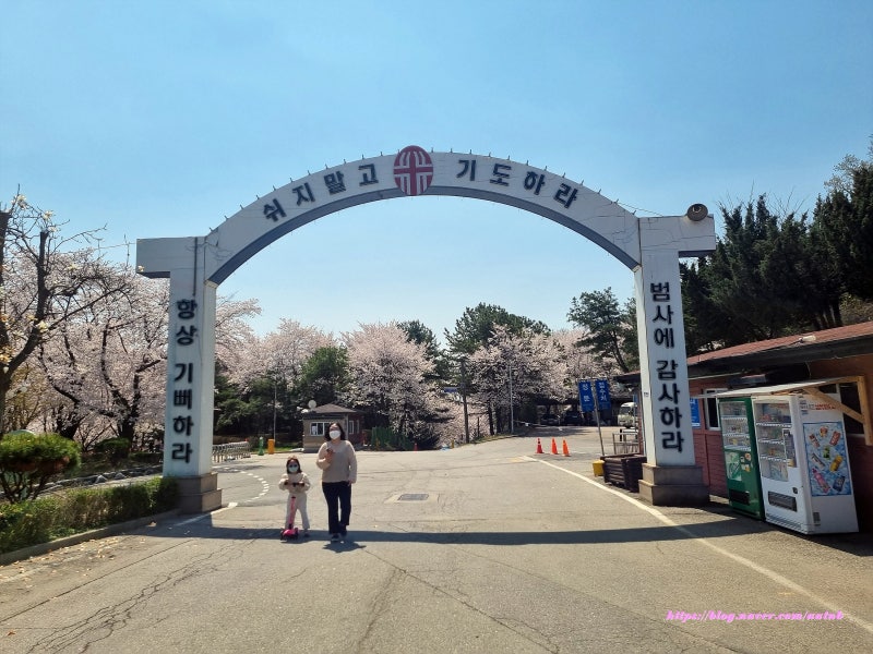 파주 벚꽃 명소 3 오산리 최자실 기도원 벚꽃 활짝ft 주차장 네이버 블로그