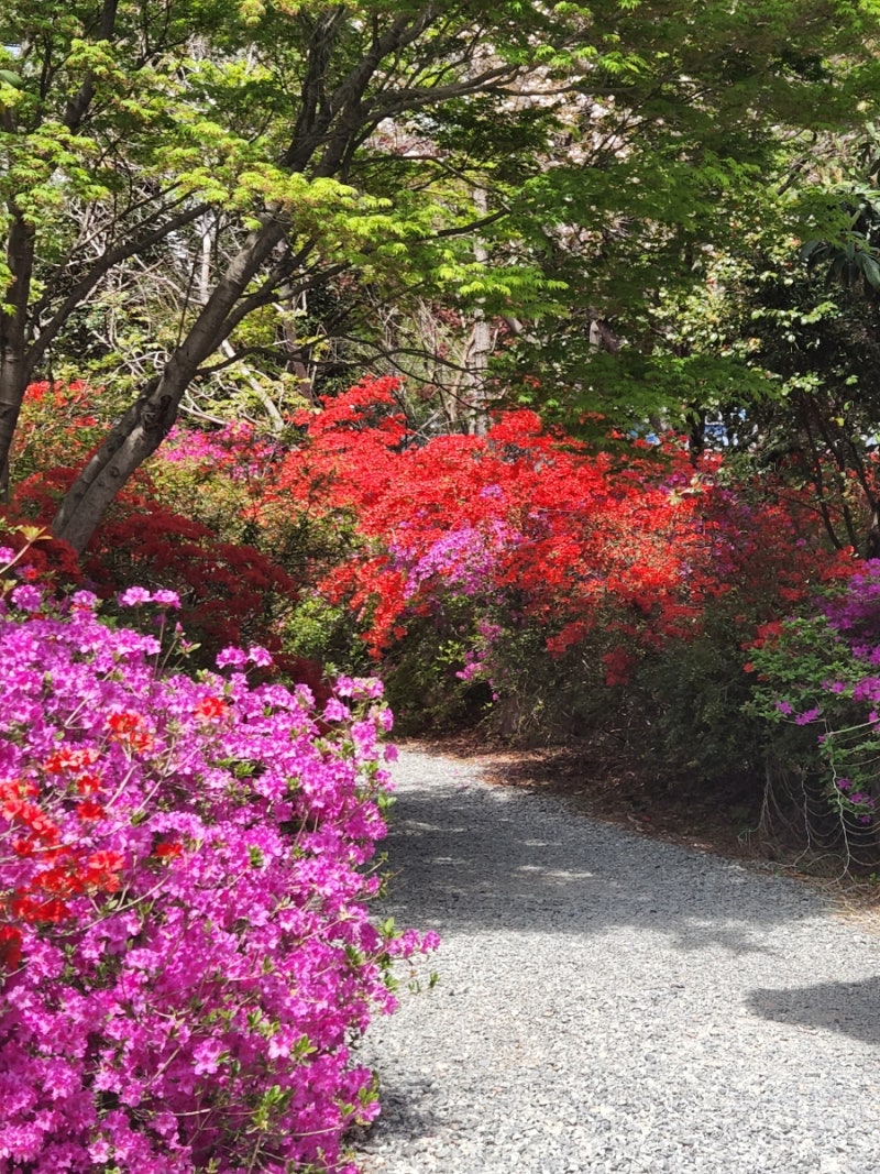 전남 강진여행 강진 남미륵사 서부해당화철쭉 봄꽃놀이 후기 네이버 블로그