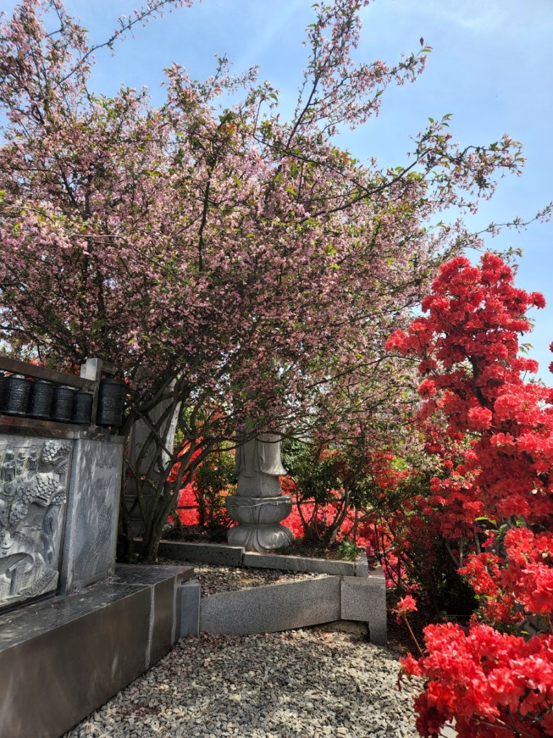 전남 강진여행 강진 남미륵사 서부해당화철쭉 봄꽃놀이 후기 네이버 블로그