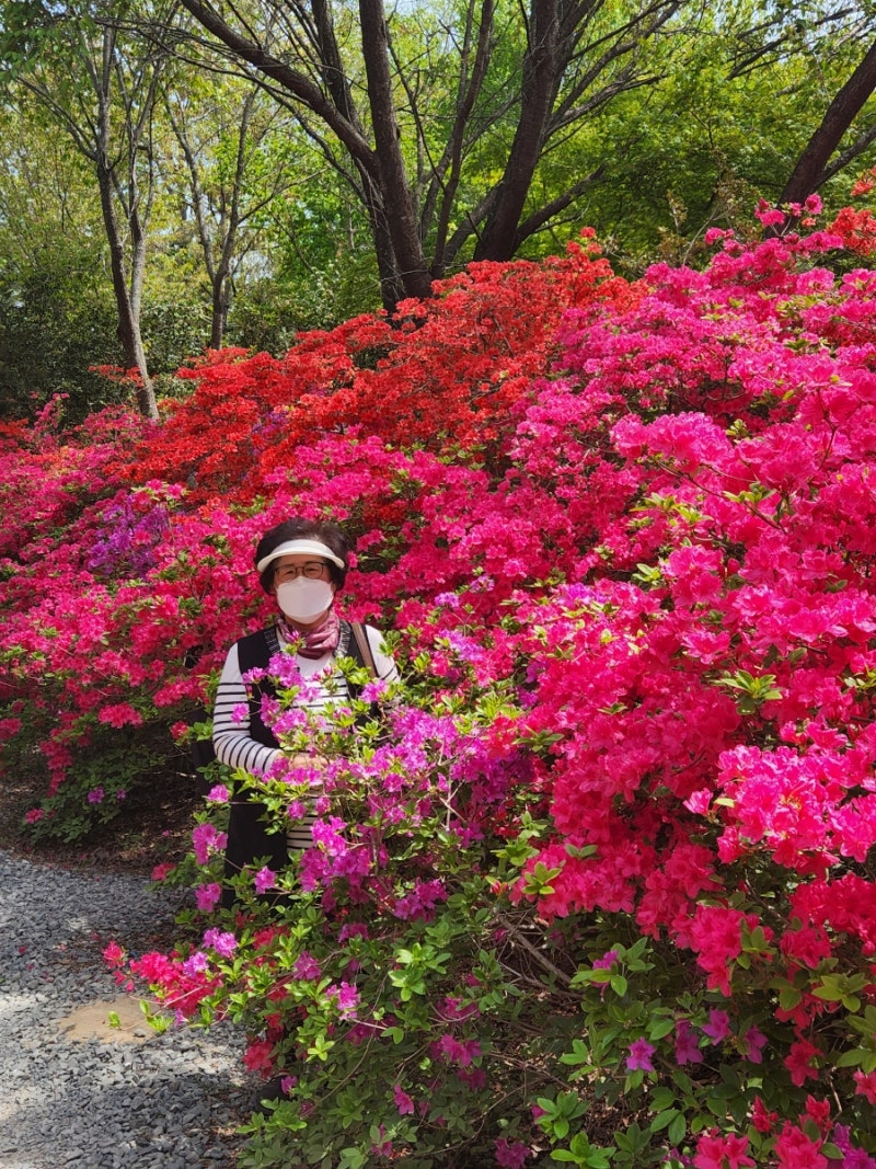 전남 강진여행 강진 남미륵사 서부해당화철쭉 봄꽃놀이 후기 네이버 블로그