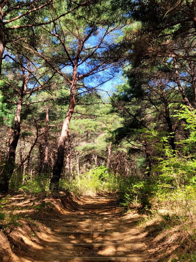영축산 등산축서암 최단코스 왕복 8km 등산 후기영남알프스 네이버 블로그