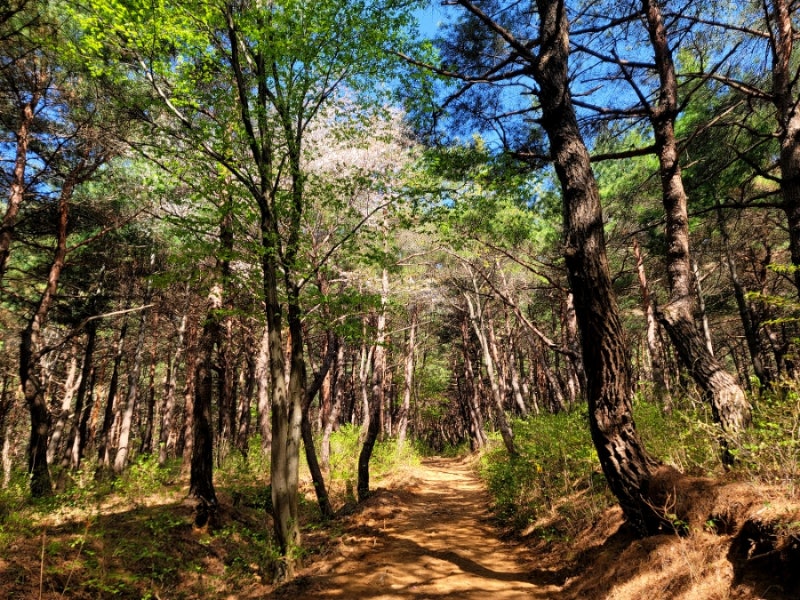 영축산 등산축서암 최단코스 왕복 8km 등산 후기영남알프스 네이버 블로그