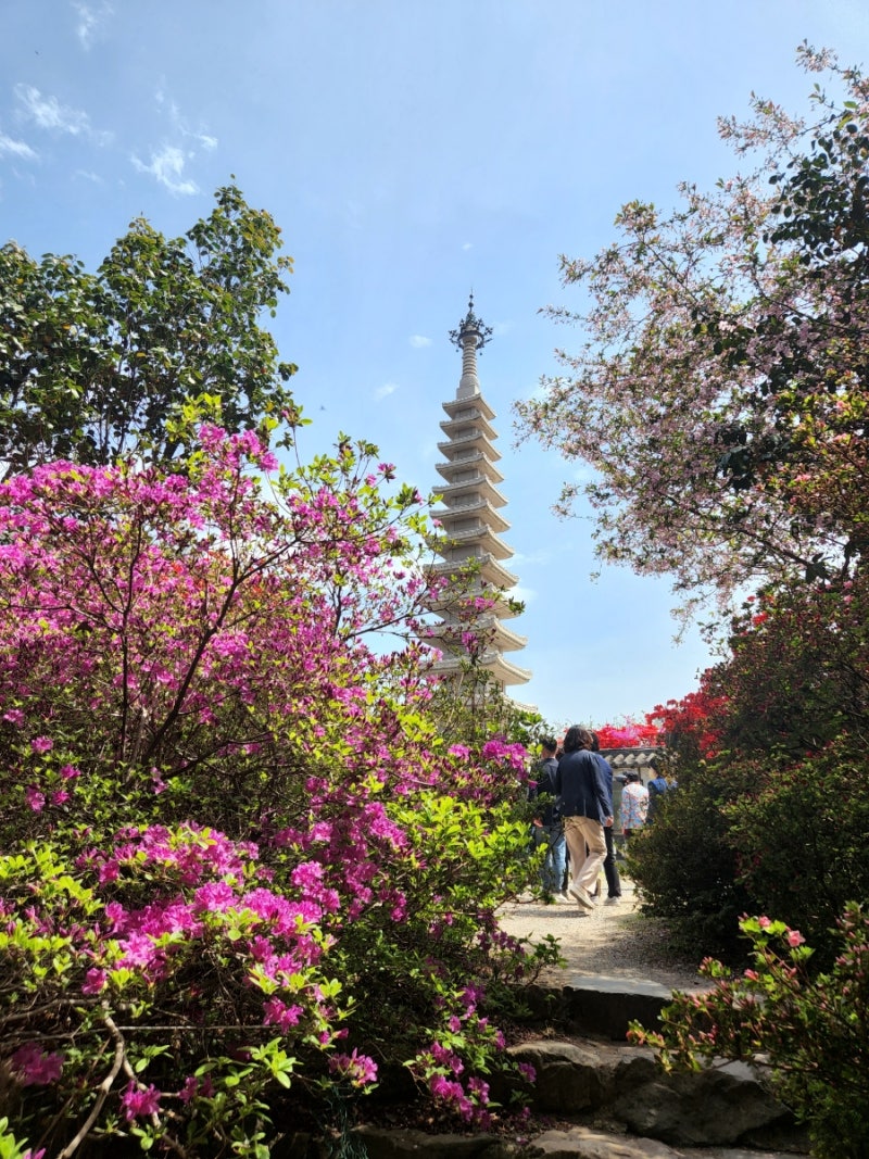 전남 강진여행 강진 남미륵사 서부해당화철쭉 봄꽃놀이 후기 네이버 블로그