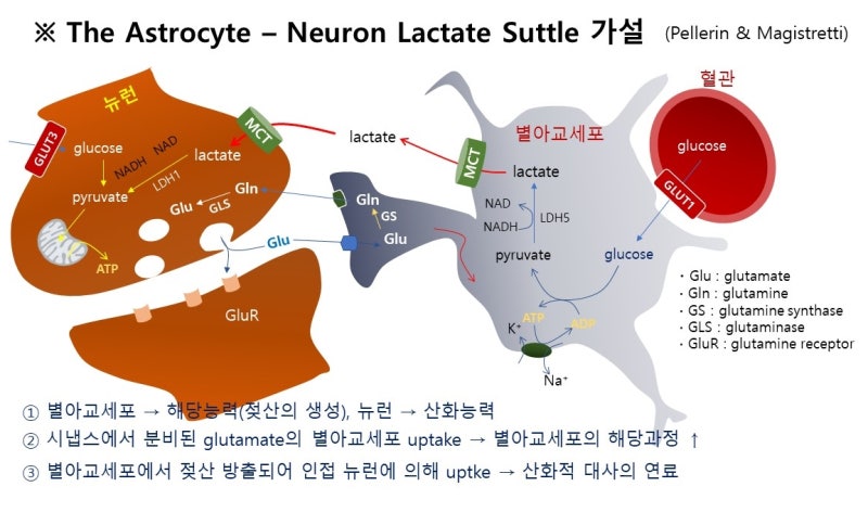 젖산셔틀 lactate shuttle 원리, 고강도 인터벌 트레이닝 : 네이버 블로그