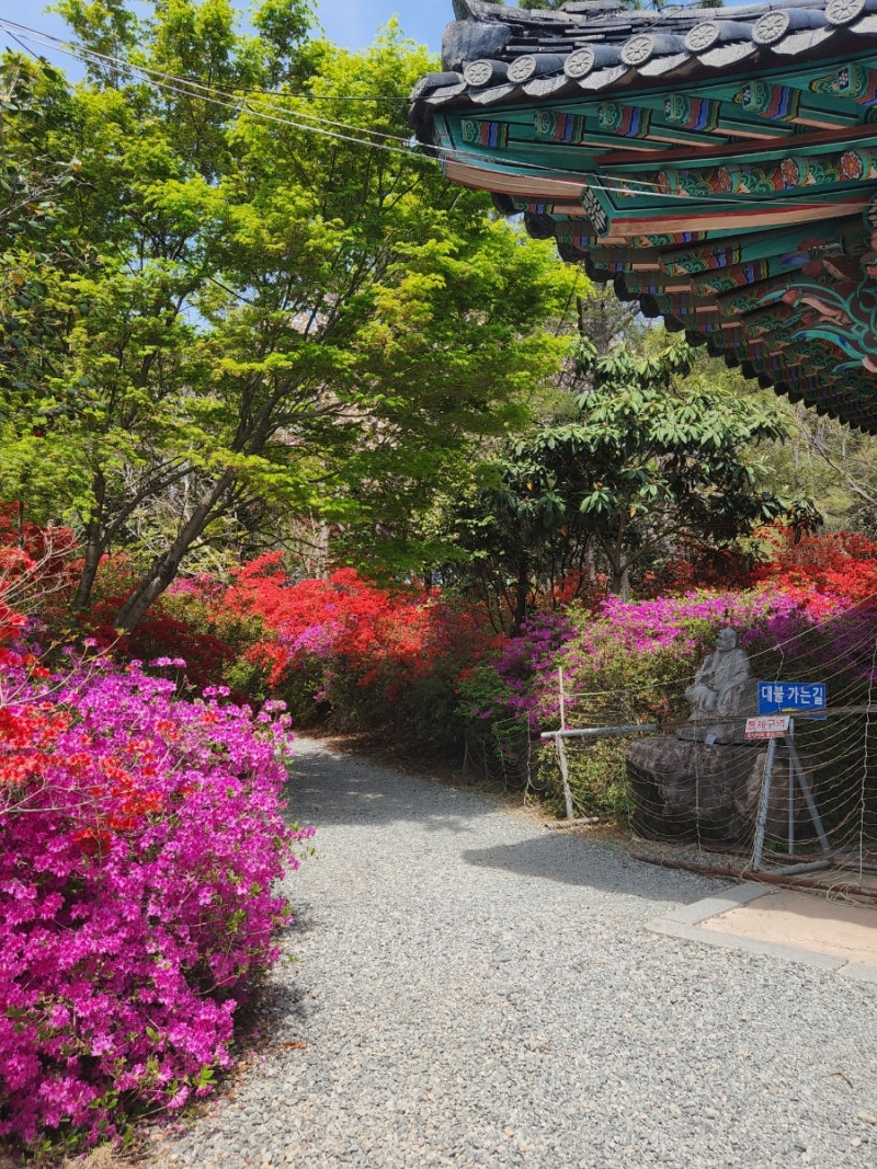 전남 강진여행 강진 남미륵사 서부해당화철쭉 봄꽃놀이 후기 네이버 블로그