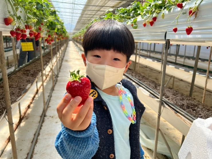 일산 아침이슬농원 딸기수확체험 딸기쨈 만들기 네이버 블로그