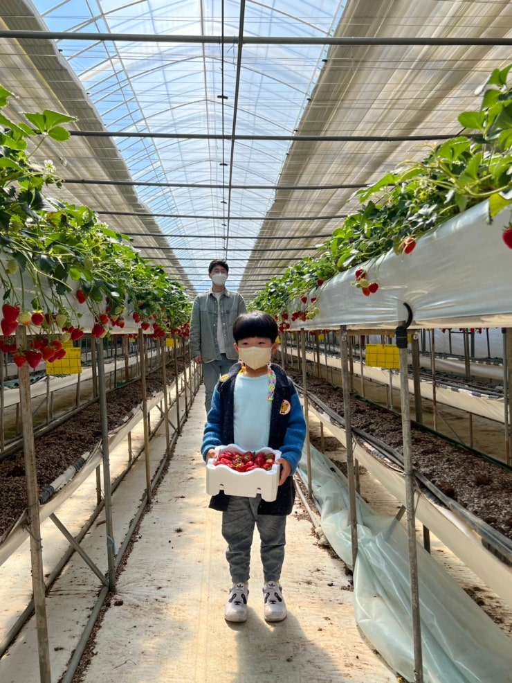 일산 아침이슬농원 딸기수확체험 딸기쨈 만들기 네이버 블로그