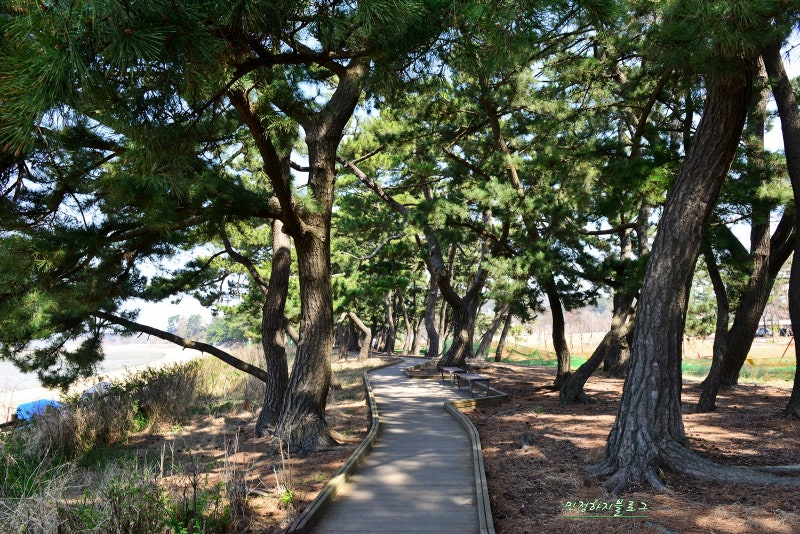 궁평낙조를 감상하며 불멍할수 있는 차박 캠핑명소 화성 궁평리 해수욕장 네이버 블로그