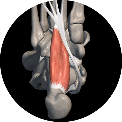 Quadratus Plantae / Flexor Accessorius (족저방형근, 발바닥네모근) : 발뒤꿈치 통증 : 네이버 블로그