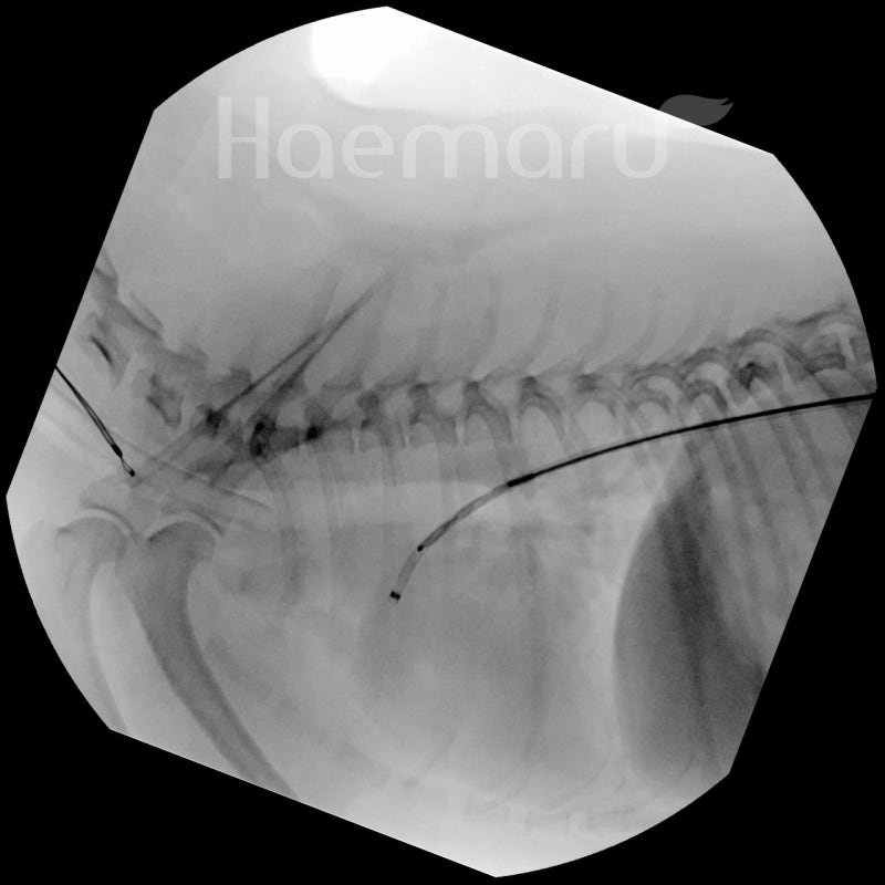 강아지 PDA 비수술적 교정, ACDO 시술 사례 (해마루 동물병원) : 네이버 블로그