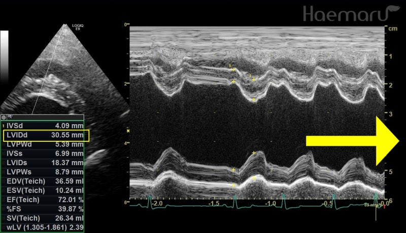 강아지 PDA 비수술적 교정, ACDO 시술 사례 (해마루 동물병원) : 네이버 블로그