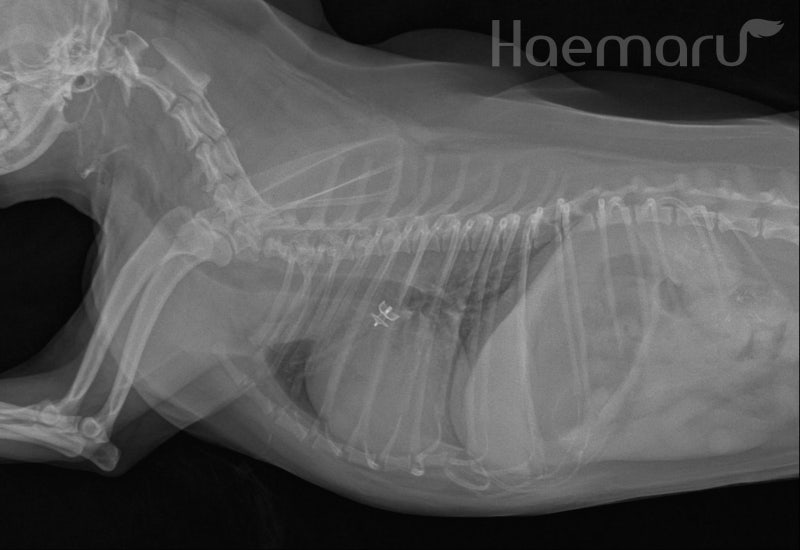 강아지 PDA 비수술적 교정, ACDO 시술 사례 (해마루 동물병원) : 네이버 블로그